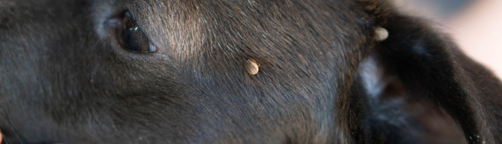 A year-round guide to keeping your pets safe from ticks in Suffolk County